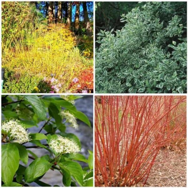 21 Different Types of Dogwood Trees & Their Identifying Features