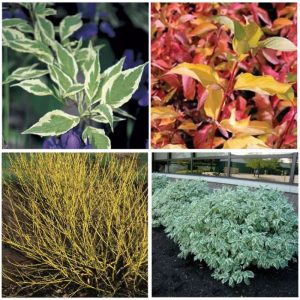 21 Different Types of Dogwood Trees & Their Identifying Features