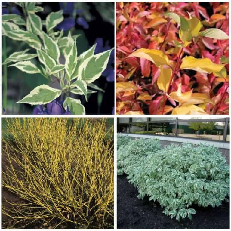 21 Different Types of Dogwood Trees & Their Identifying Features