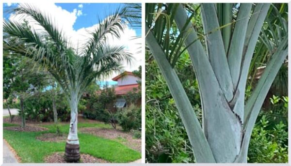 30 Different Types of Palm Trees & Their Identifying Features