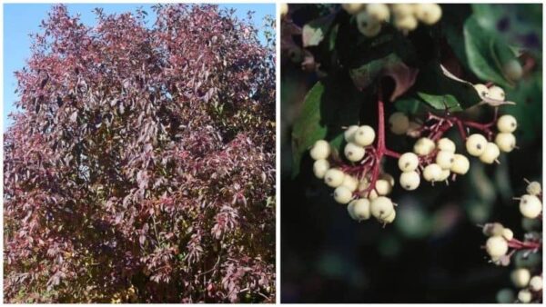21 Different Types of Dogwood Trees & Their Identifying Features