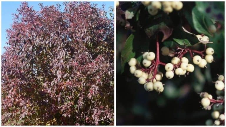 21 Different Types of Dogwood Trees & Their Identifying Features