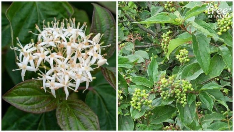 21 Different Types of Dogwood Trees & Their Identifying Features