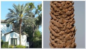 30 Different Types of Palm Trees & Their Identifying Features