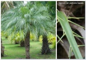 30 Different Types of Palm Trees & Their Identifying Features