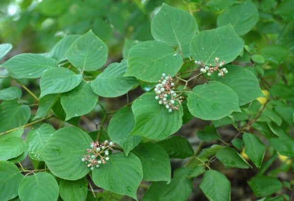 21 Different Types of Dogwood Trees & Their Identifying Features