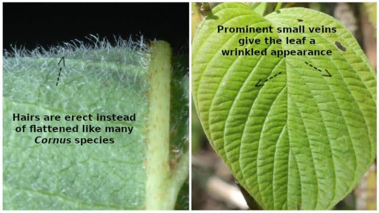 21 Different Types of Dogwood Trees & Their Identifying Features