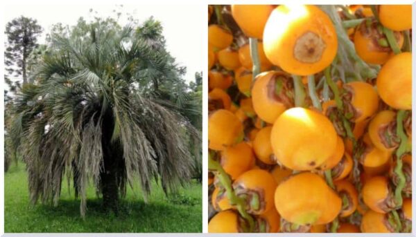 30 Different Types of Palm Trees & Their Identifying Features