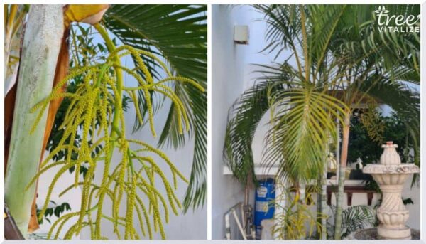 9 Arizona Palm Trees (Native & Common Varieties)