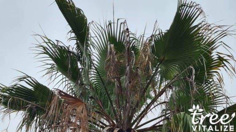 30 Different Types of Palm Trees & Their Identifying Features