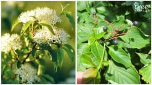 35 Common & Native Trees in Kentucky