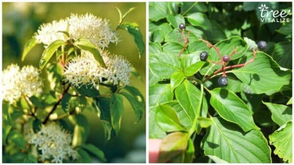 18 Stunning Flowering Trees That Grow in Kentucky