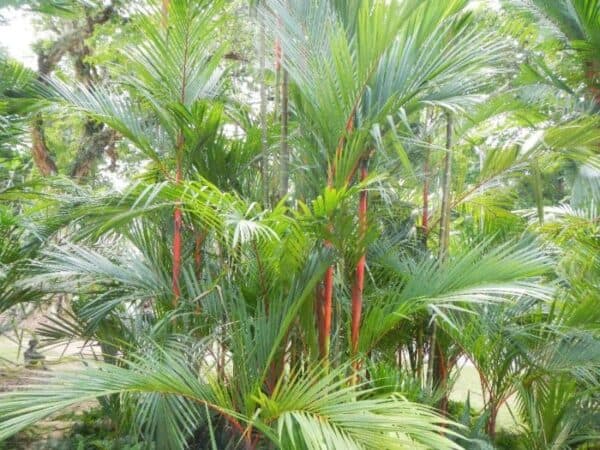 30 Different Types of Palm Trees & Their Identifying Features