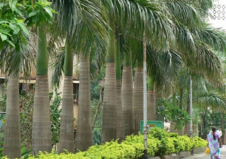 30 Different Types of Palm Trees & Their Identifying Features