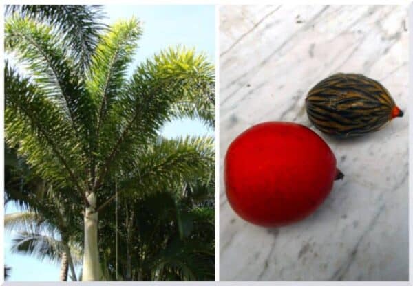 30 Different Types of Palm Trees & Their Identifying Features