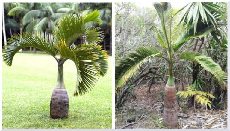 30 Different Types of Palm Trees & Their Identifying Features