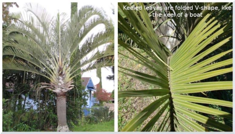 30 Different Types of Palm Trees & Their Identifying Features