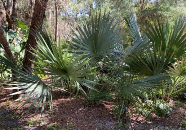 30 Different Types of Palm Trees & Their Identifying Features