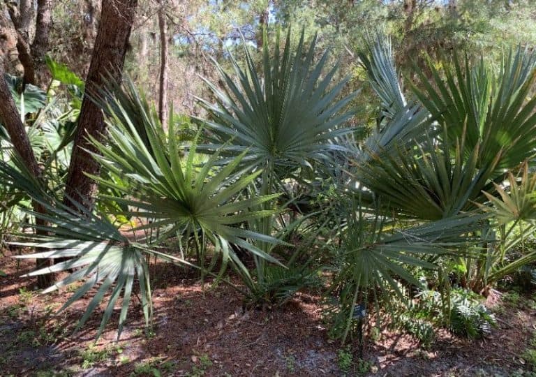 30 Different Types of Palm Trees & Their Identifying Features