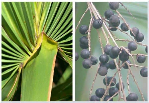 30 Different Types of Palm Trees & Their Identifying Features