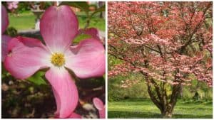 7 Trees You Can Grow in Full Sun in USDA Zone 8