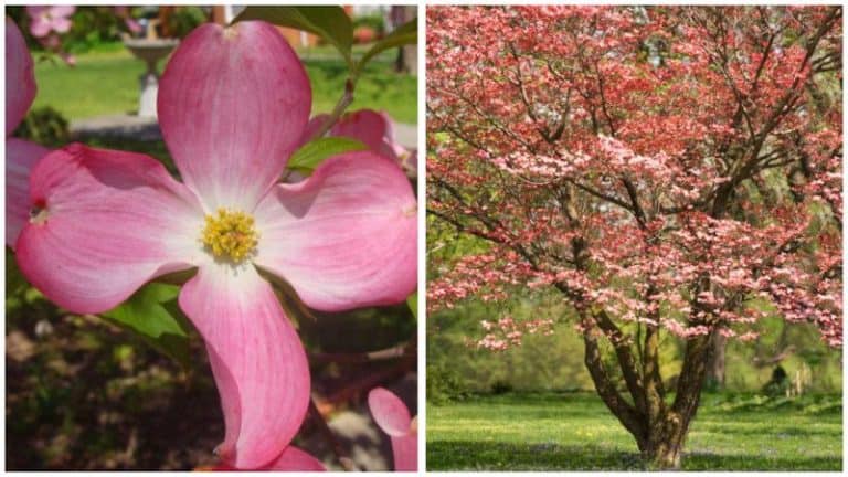 21 Different Types of Dogwood Trees & Their Identifying Features