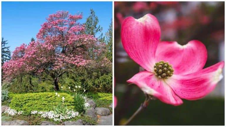 21 Different Types of Dogwood Trees & Their Identifying Features