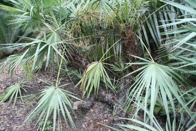 30 Different Types of Palm Trees & Their Identifying Features