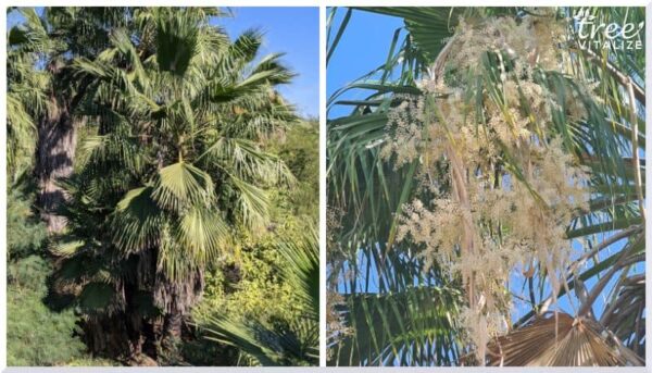 9 Arizona Palm Trees (Native & Common Varieties)