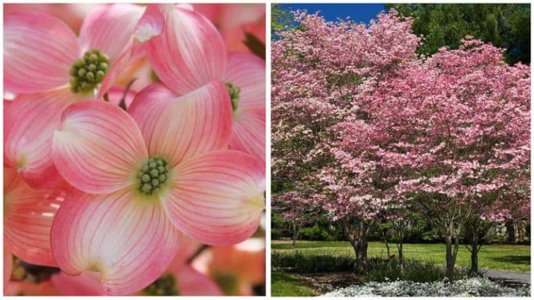 21 Different Types of Dogwood Trees & Their Identifying Features