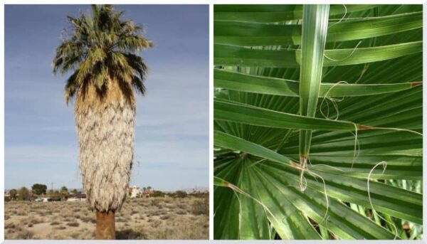 30 Different Types Of Palm Trees And Their Identifying Features
