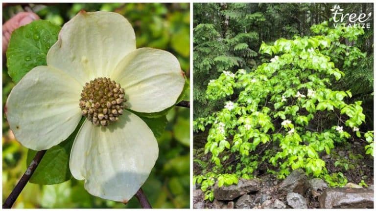 25 Most Common Types of Trees in Tennessee (Including Native)