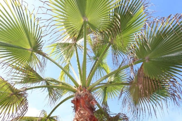 30 Different Types of Palm Trees & Their Identifying Features
