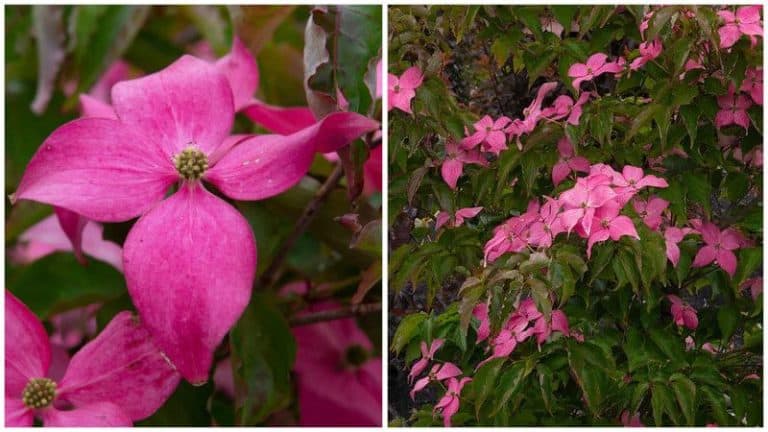 21 Different Types of Dogwood Trees & Their Identifying Features