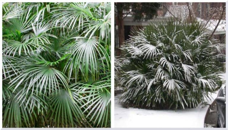 30 Different Types of Palm Trees & Their Identifying Features