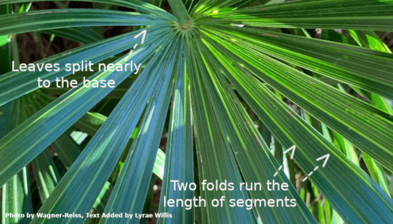 30 Different Types of Palm Trees & Their Identifying Features