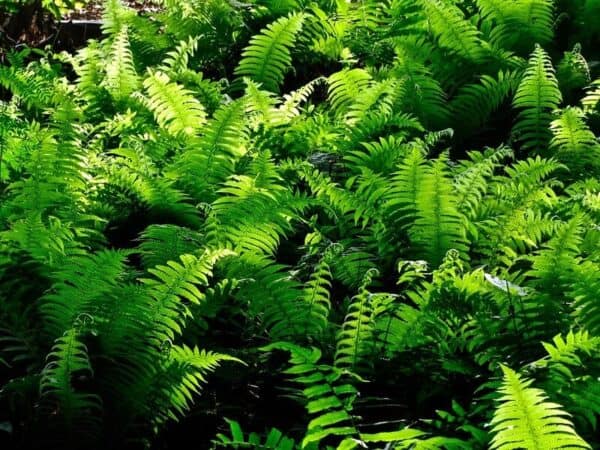 USDA Zone 4: Where is it? What to Plant? Tips to Success