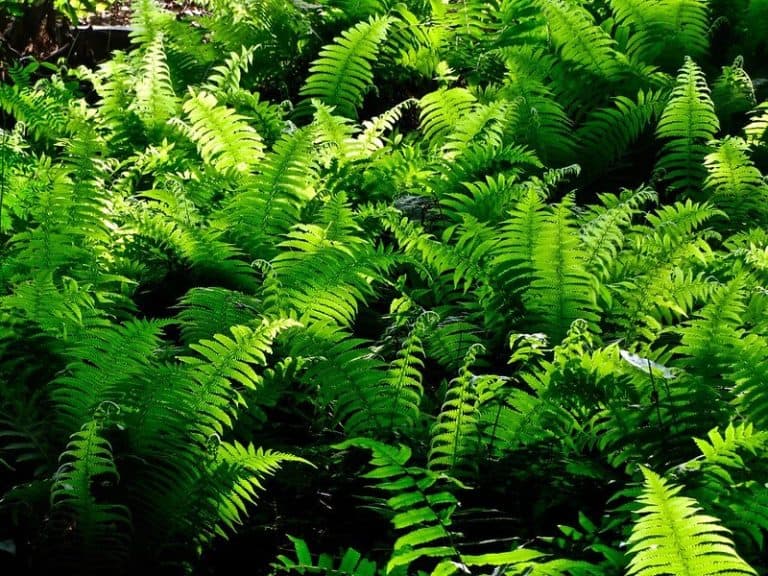 USDA Zone 4: Where is it? What to Plant? Tips to Success