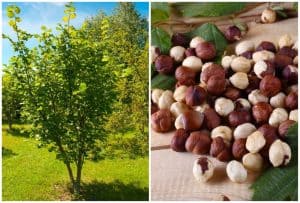8 Edible Nut Trees You Can Grow in Florida
