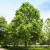 9 USDA Zone 9 Shade Trees (Add Coolness to Your Home & Yard)
