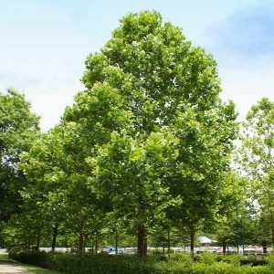 28 Best Common & Native Trees that Grow in Virginia
