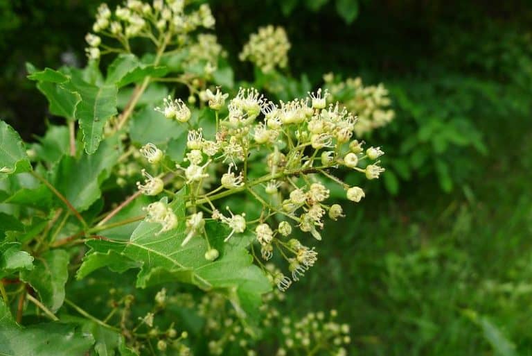 6 Small Trees for Illinois (Perfect for Tight Spaces)