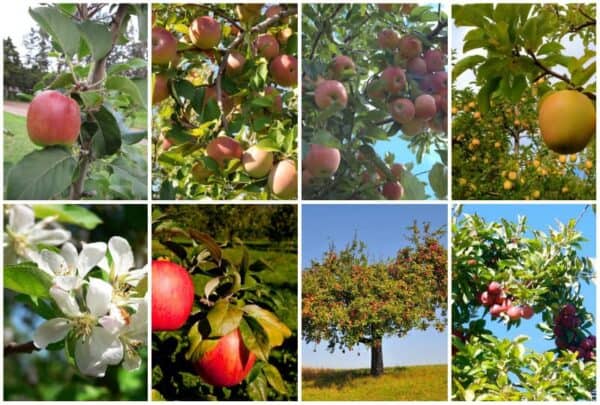 6 Best Fruit Trees To Plant & Grow In Alabama
