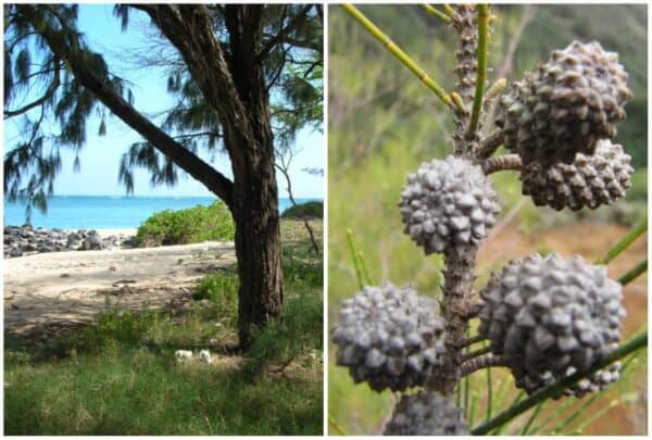 8 Invasive Trees in Florida to Identify (with Pictures)