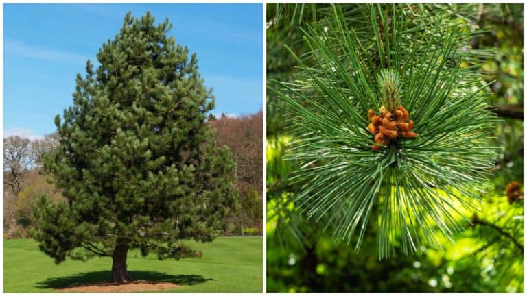 38 Different Types of Pine Trees & Their Identifying Features