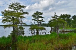 11 Trees of North Florida to Grow or Admire in the Wild
