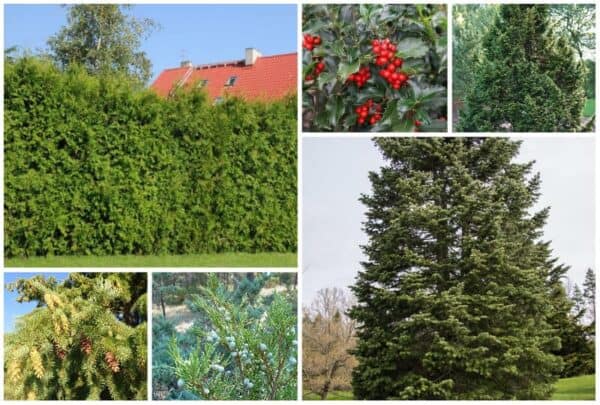 5 Pine Trees That Thrive in Idaho (Including Native Pines)