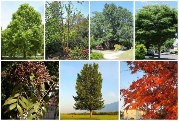 7 Fast-Growing Shade Trees for USDA Zone 7 (Small & Large)