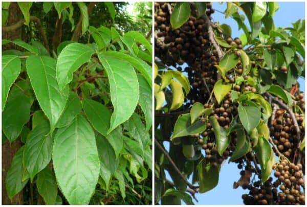 8 Invasive Trees in Florida to Identify (with Pictures)