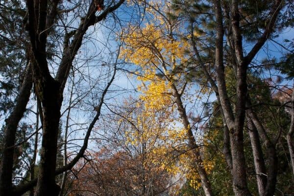 USDA Zone 5: Where is it? What to Plant? Tips to Success